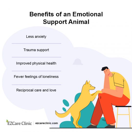Everything You Need to Know about Emotional Support Animal Letters