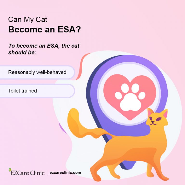 How to Register a Cat as an Emotional Support Animal - MEDvidi