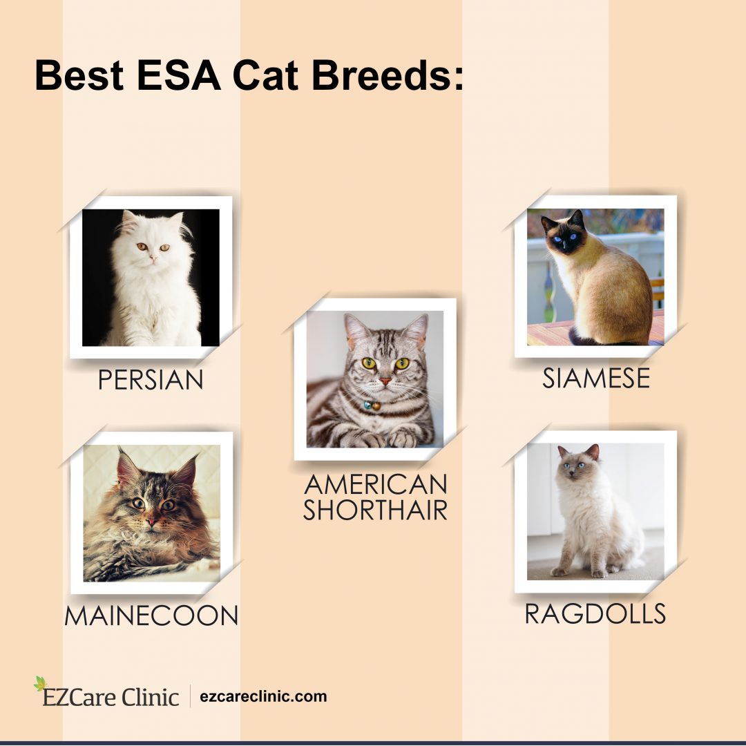 47 Tips for Stress-free Travel with Your Emotional Support Animal ...