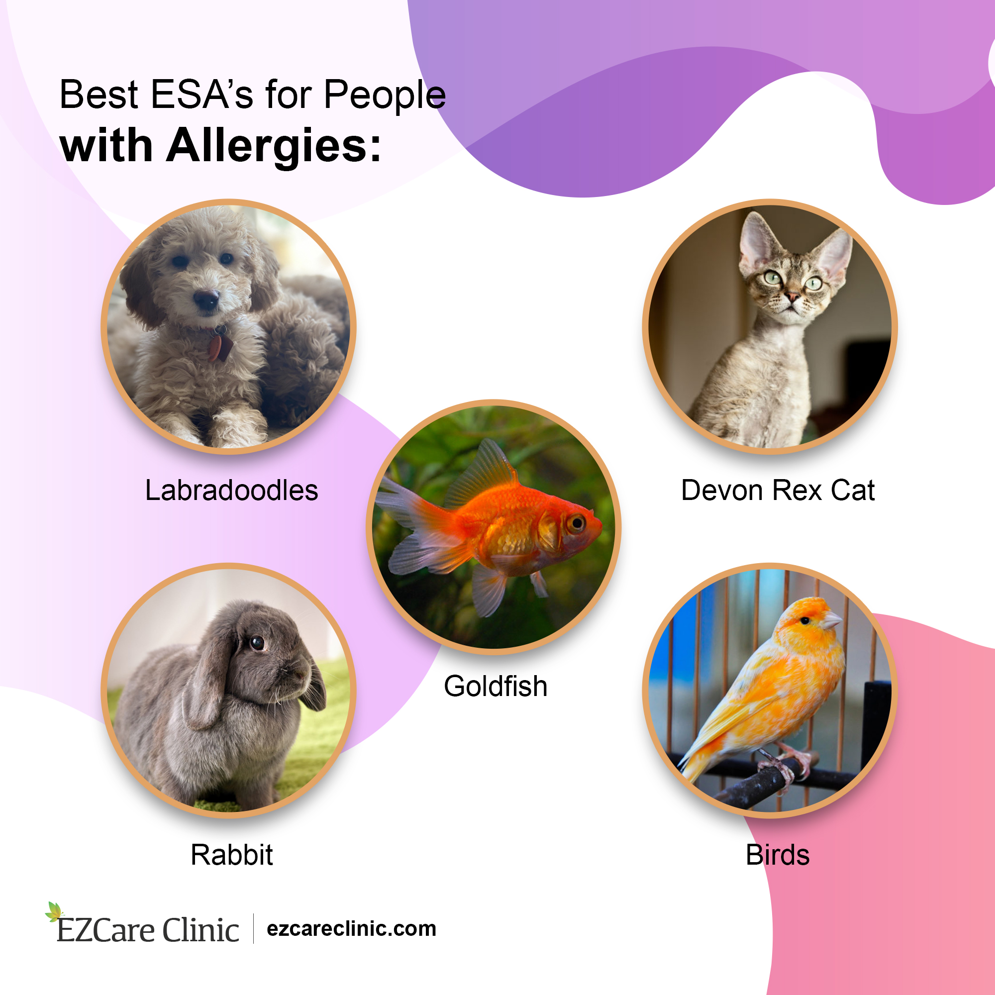 Can Emotional Support Animals Help People With Allergies? - MEDvidi