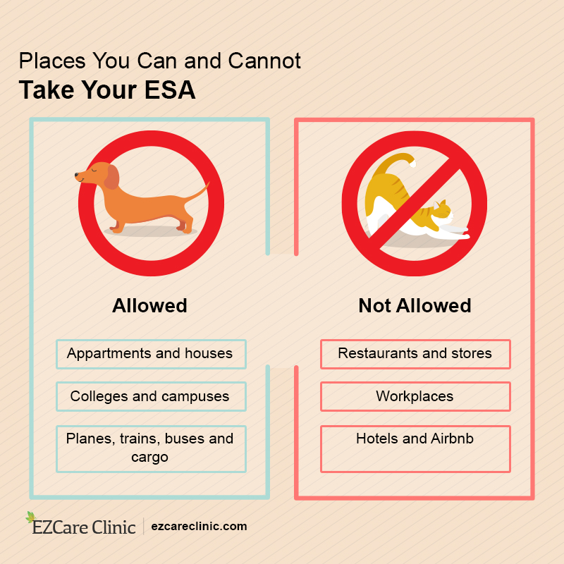 Is an Emotional Support Animal the Right Choice for You?