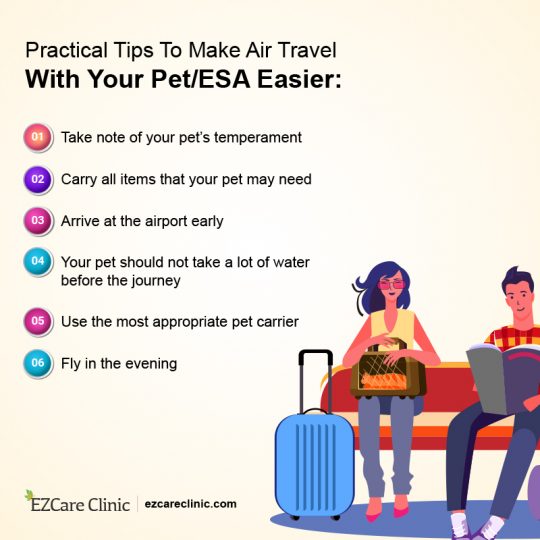 A Complete Guide to JetBlue Pet Policy - EZCare Clinic