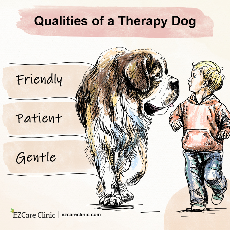 A Complete Guide to Getting and Legally Certifying a Therapy Dog - MEDvidi